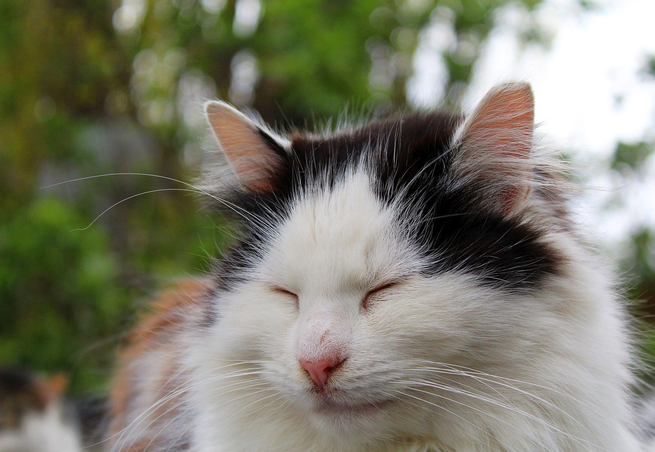 Gato Gatito Cuki - Foto gratis en Pixabay - Pixabay
