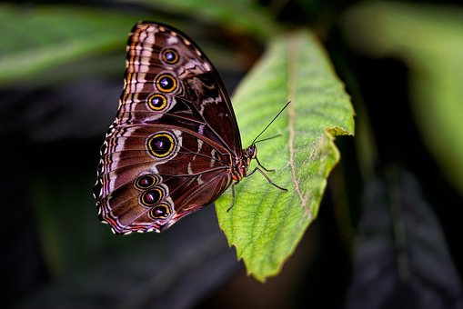 10+ Free Emperor Butterfly & Butterfly Images - Pixabay