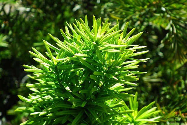 Yew Sprig Needle - Free photo on Pixabay