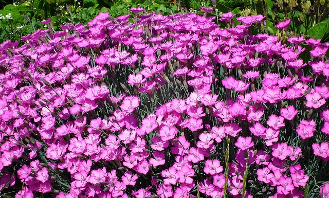 Cloves Flowers Pink - Free photo on Pixabay