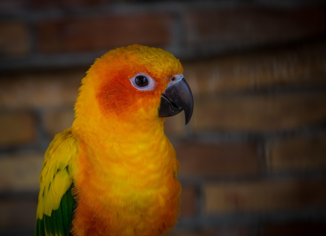 Papagei Vogel Vogelkunde - Kostenloses Foto auf Pixabay