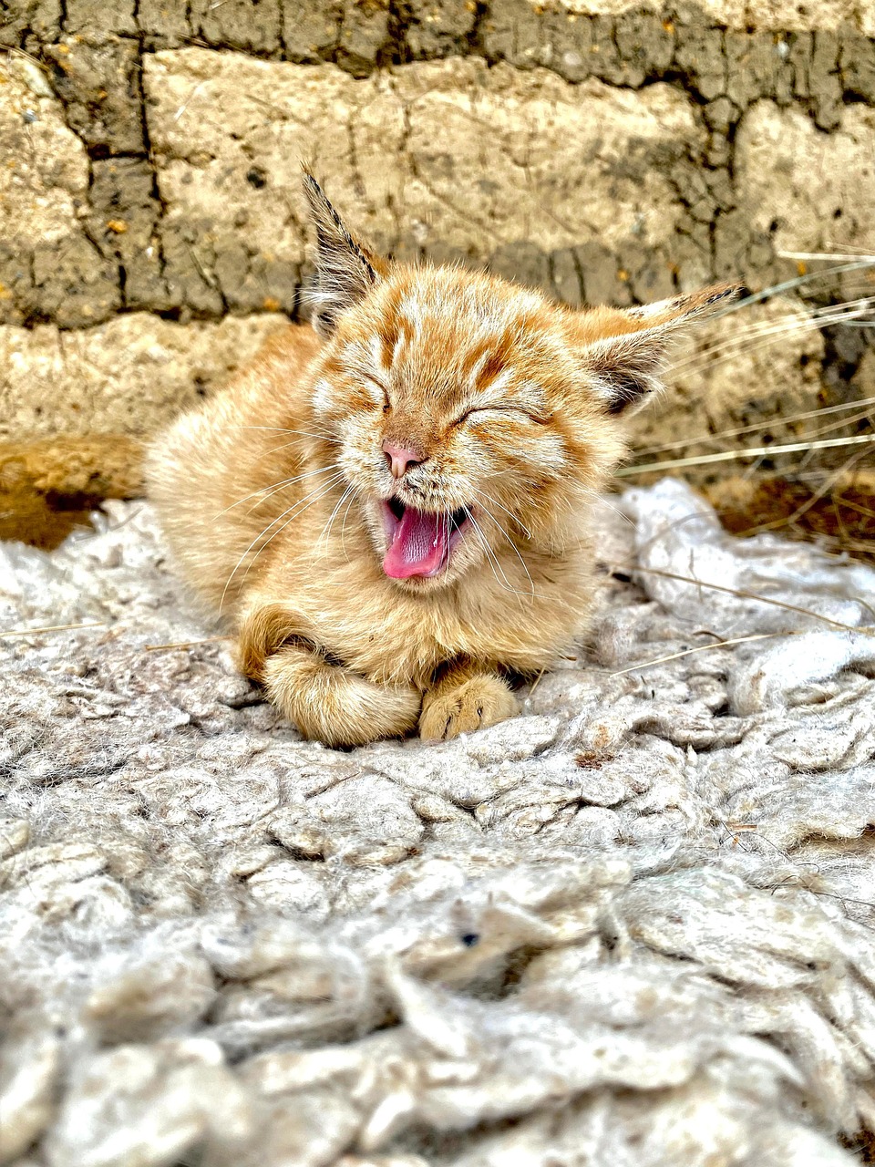 Little Cat Animals - Free photo on Pixabay - Pixabay