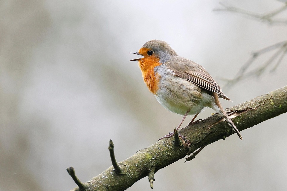 Bird European Robin - Free photo on Pixabay