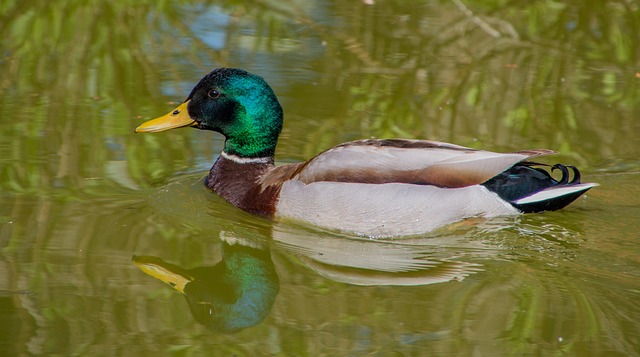Canard Colvert Animal - Photo gratuite sur Pixabay - Pixabay