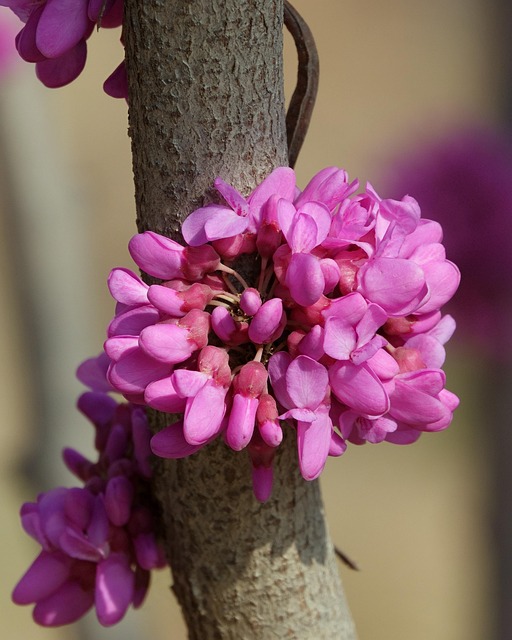 Chinese Redbud Plant Flowering - Free photo on Pixabay - Pixabay