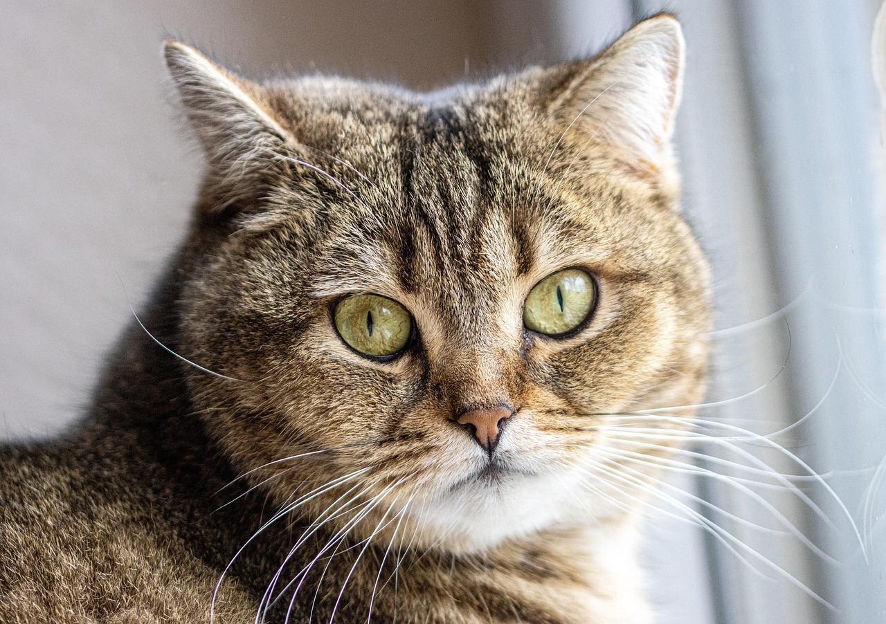 Rambut Pendek Inggris Kucing - Foto gratis di Pixabay - Pixabay