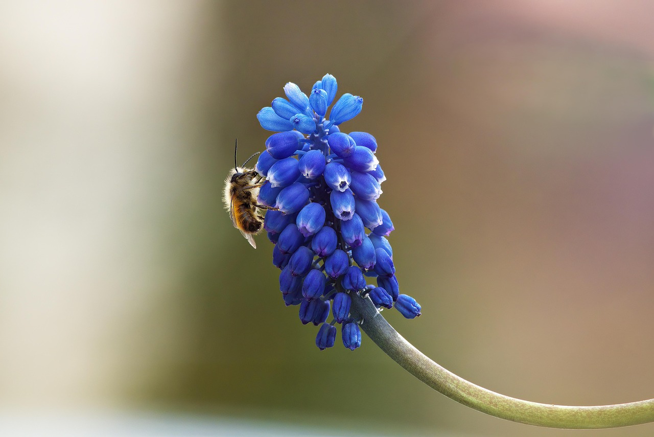 Más de 400 000 imágenes gratis de Fondo De Pantalla De Abeja y Abeja ...