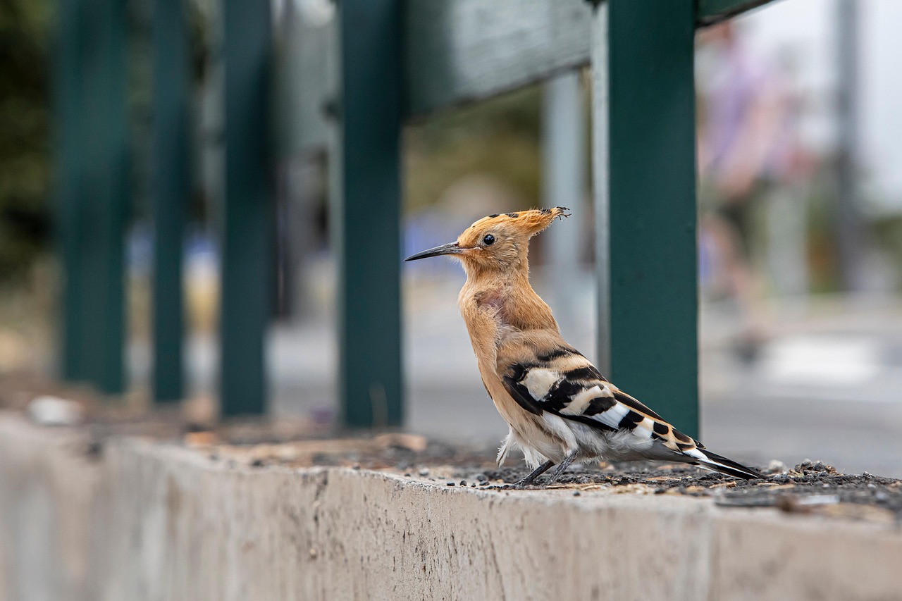 Bird Eurasian Hoopoe Ornithology - Free photo on Pixabay