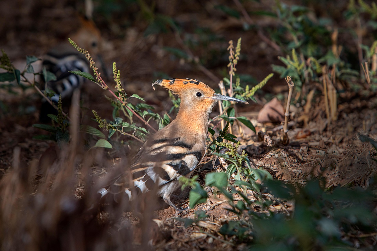 Huppe Eurasienne Oiseau Nature Le - Photo gratuite sur Pixabay - Pixabay