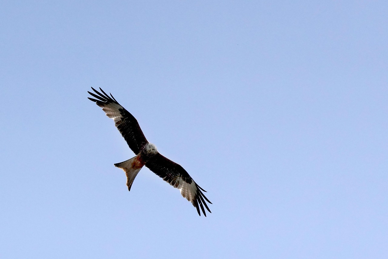 Bird Birds Of Prey Wings - Free photo on Pixabay
