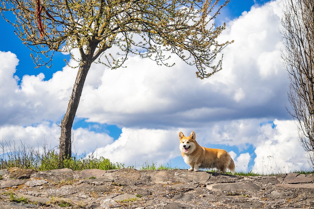 Dog Pembroke Welsh Corgi - Free photo on Pixabay - Pixabay