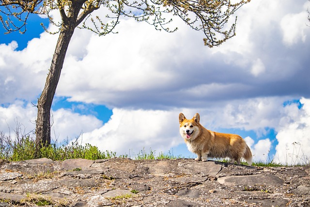 Anjing Pembroke Welsh Corgi - Foto gratis di Pixabay - Pixabay