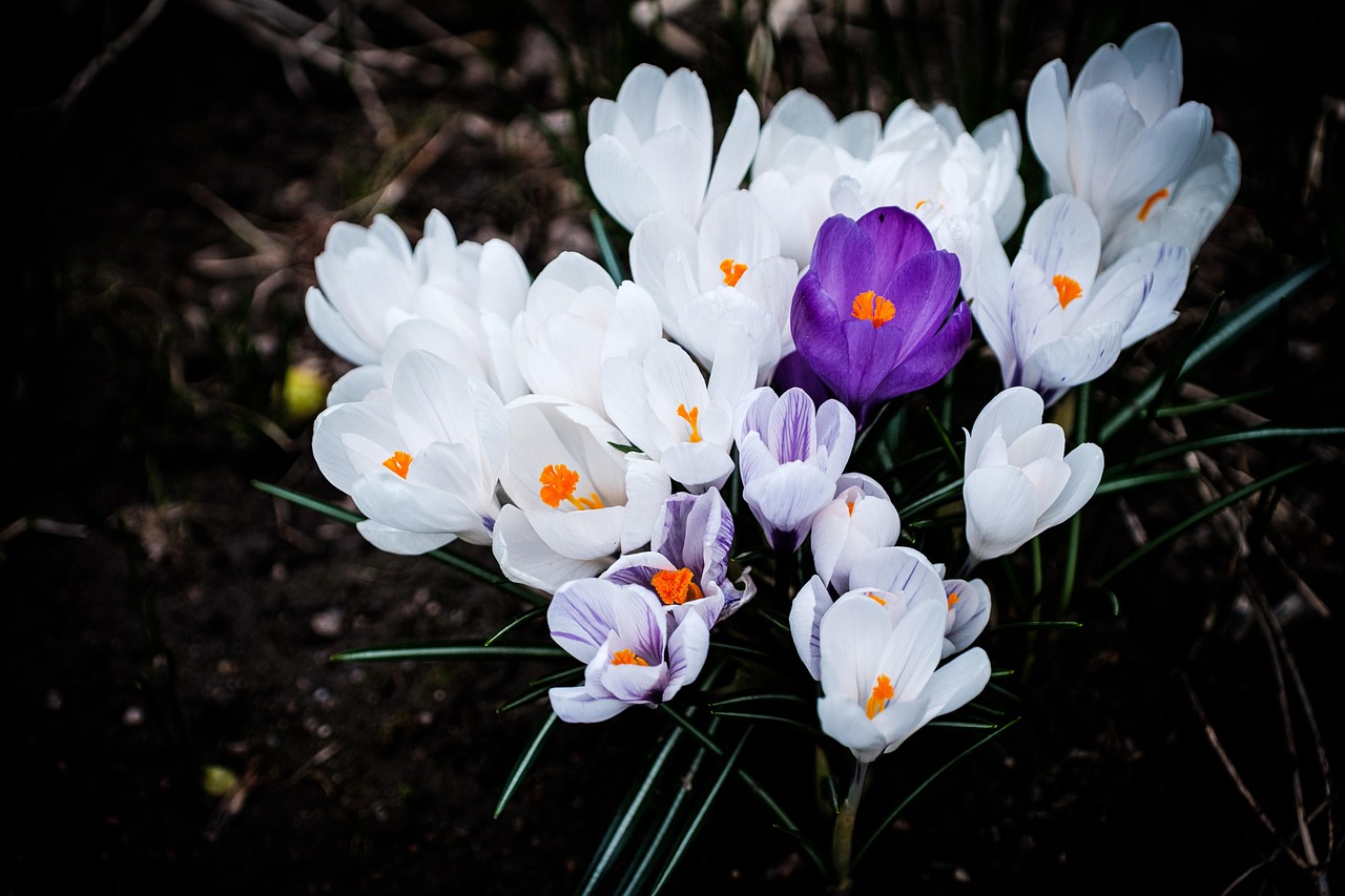 Flowers Spring Nature - Free photo on Pixabay