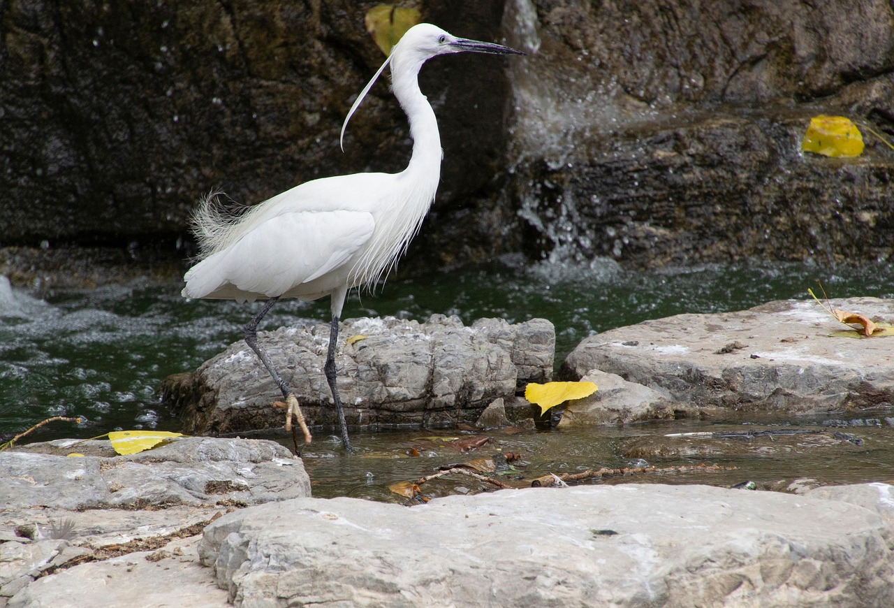 Aigrette Garzette Oiseau - Photo gratuite sur Pixabay - Pixabay