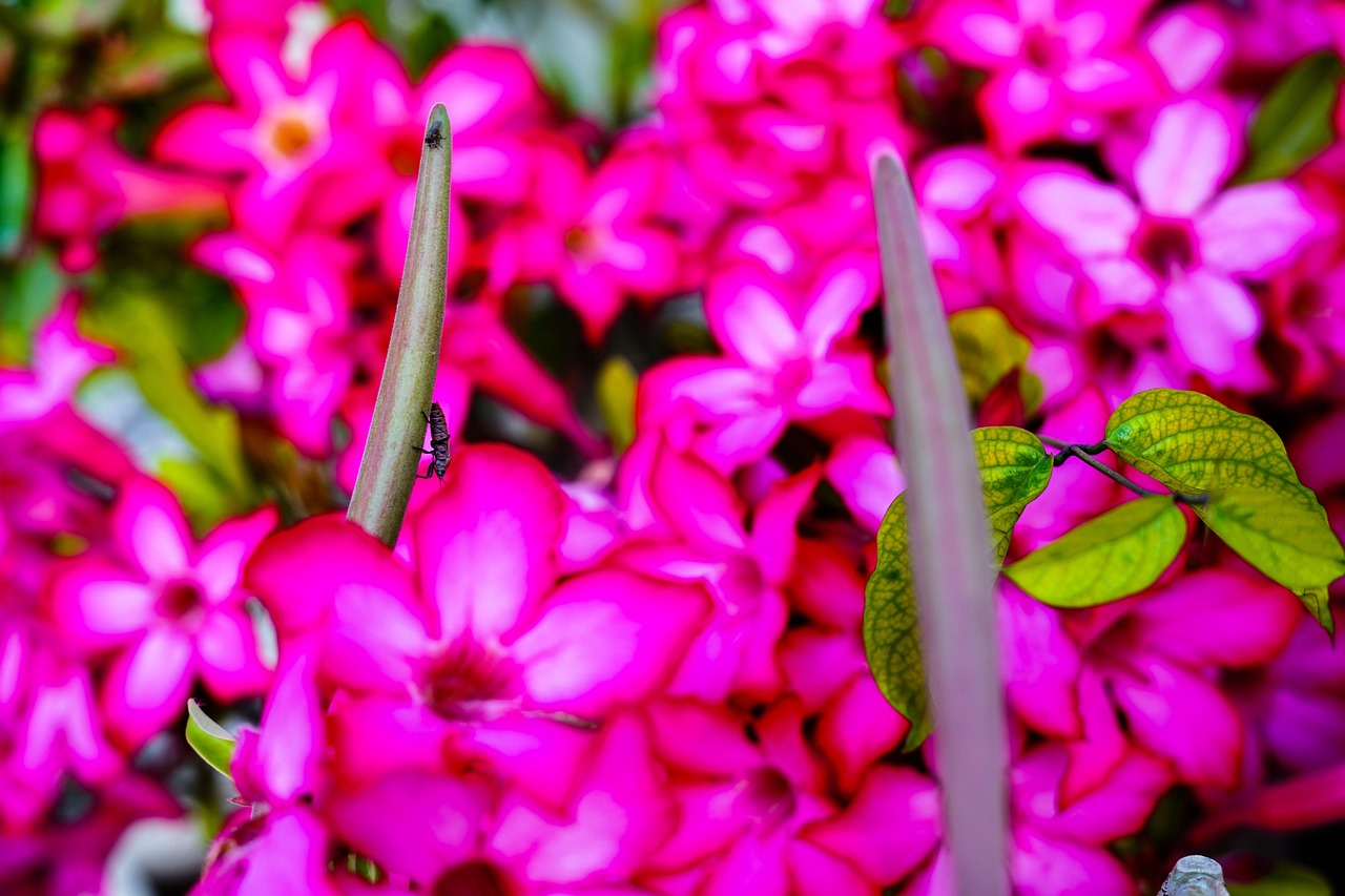 Fleurs Feuilles Voler - Photo gratuite sur Pixabay - Pixabay
