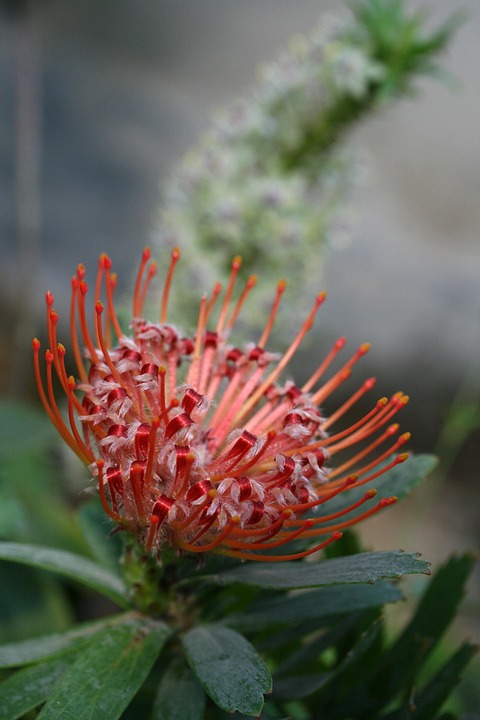 Plant Flower Blossom - Free photo on Pixabay