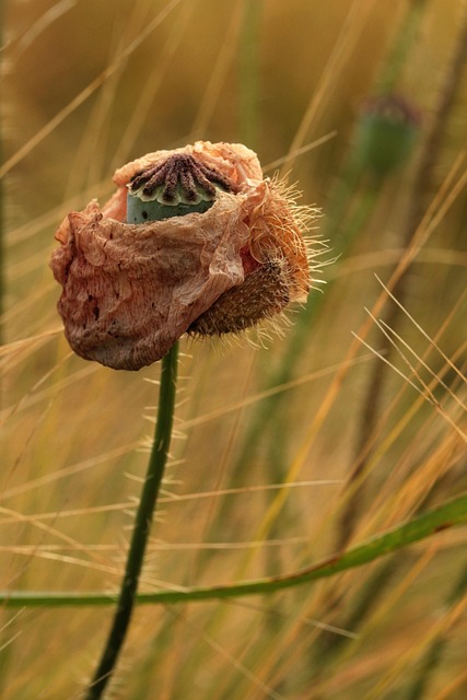 Corn Poppy Blossom Bloom - Free photo on Pixabay - Pixabay