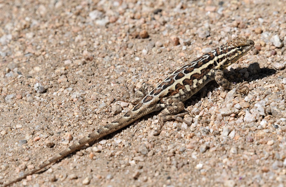 Animal Lizard Wild - Free photo on Pixabay