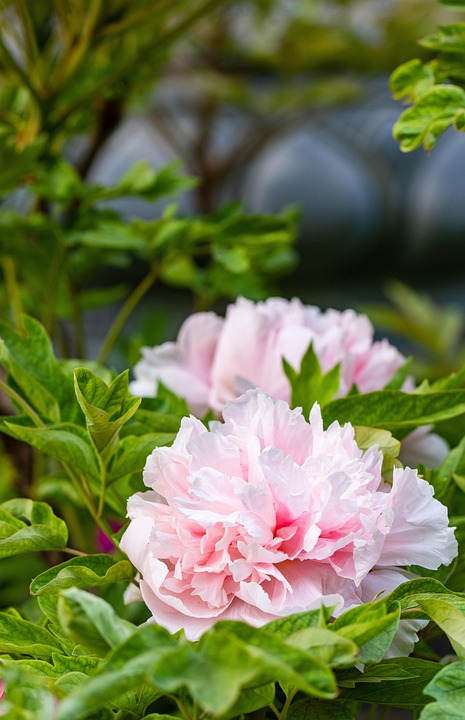 Peonies Pink Flowers - Free photo on Pixabay