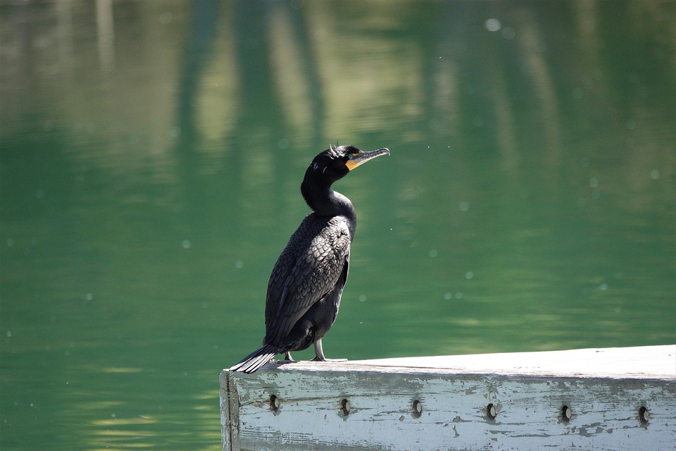 Bird Cormorant Ornithology - Free photo on Pixabay