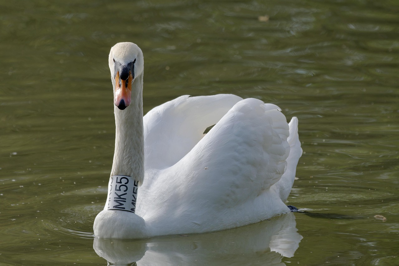 Cygne Gracieux Sauvagine - Photo gratuite sur Pixabay - Pixabay