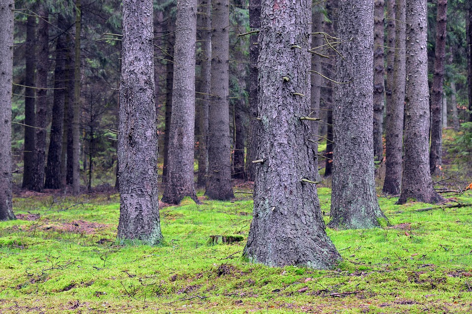 Spruce Forest Nature Trees - Free photo on Pixabay - Pixabay