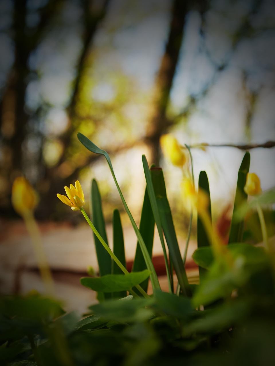 Flower Spring Melting Pot - Free photo on Pixabay - Pixabay