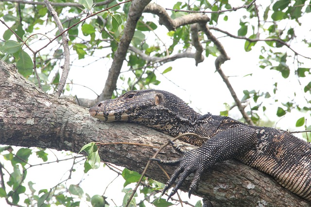 Bengal Monitor Tree Branch Bentota - Free photo on Pixabay