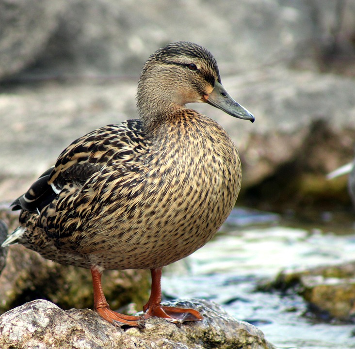 Bird Mallard Riverside - Free photo on Pixabay - Pixabay