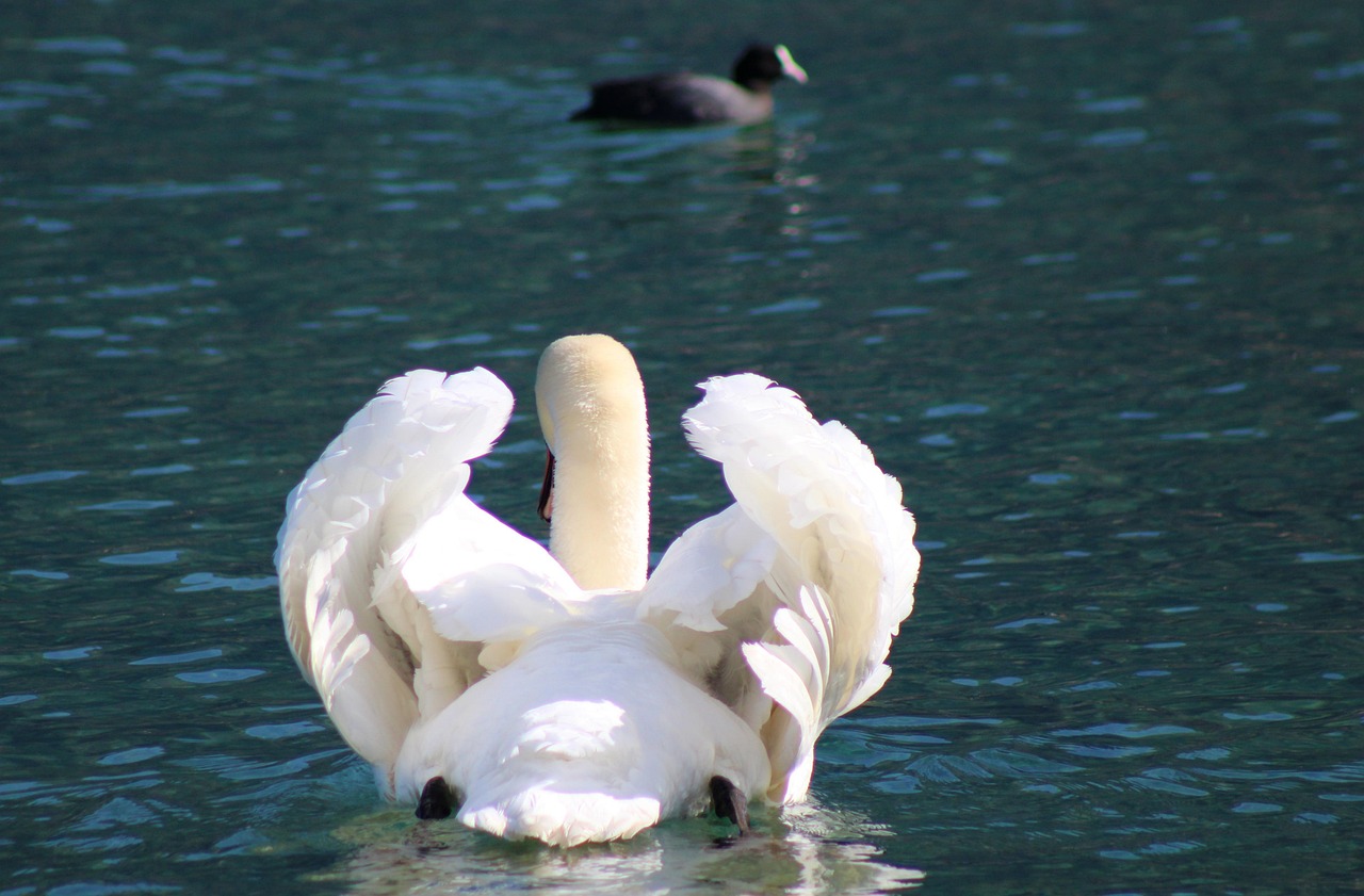 Swan Waterfowl Bird - Free photo on Pixabay - Pixabay