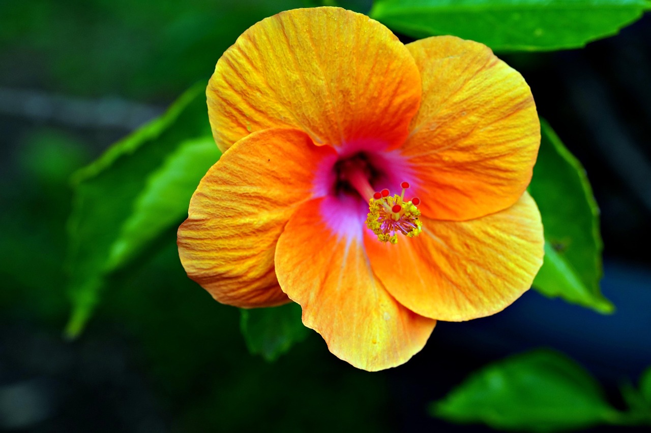 Yellow Hibiscus Flower - Free photo on Pixabay
