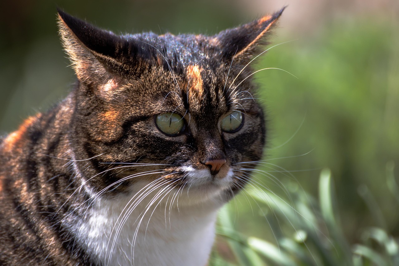 Gato Felino Bigotes Animal - Foto gratis en Pixabay - Pixabay