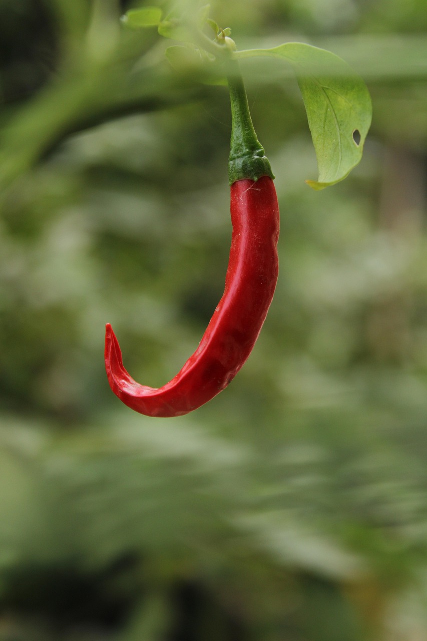 Pepper Red Spice - Free photo on Pixabay - Pixabay