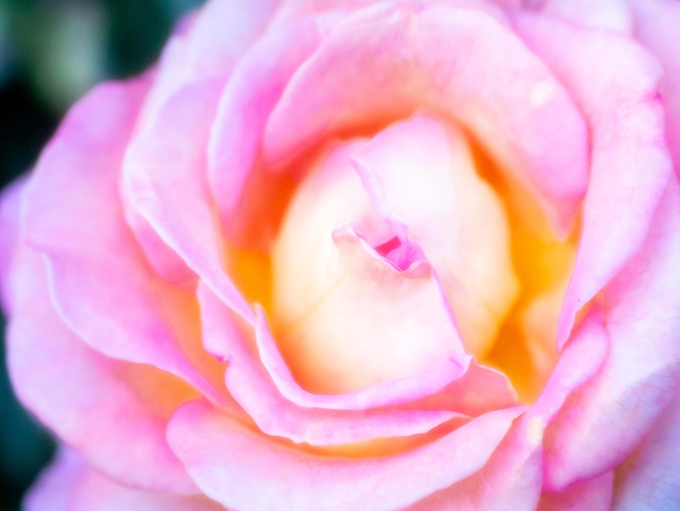 Rose Fleur Pétale La - Photo gratuite sur Pixabay - Pixabay