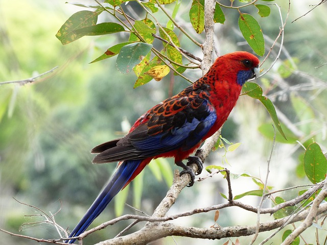 Oiseau Perroquet Animal - Photo gratuite sur Pixabay