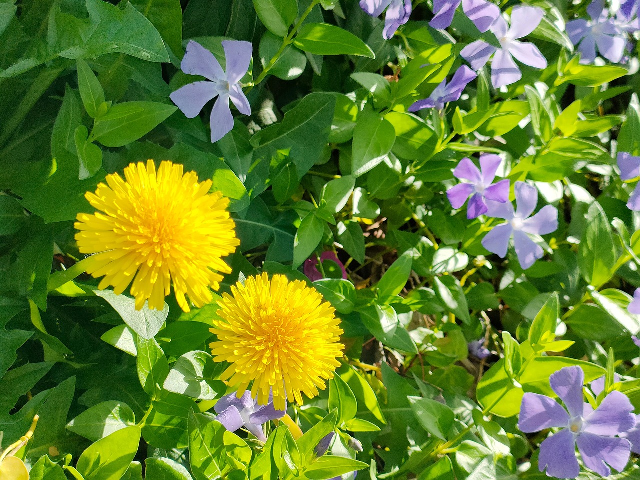 Dandelion Flowers Yellow - Free photo on Pixabay - Pixabay