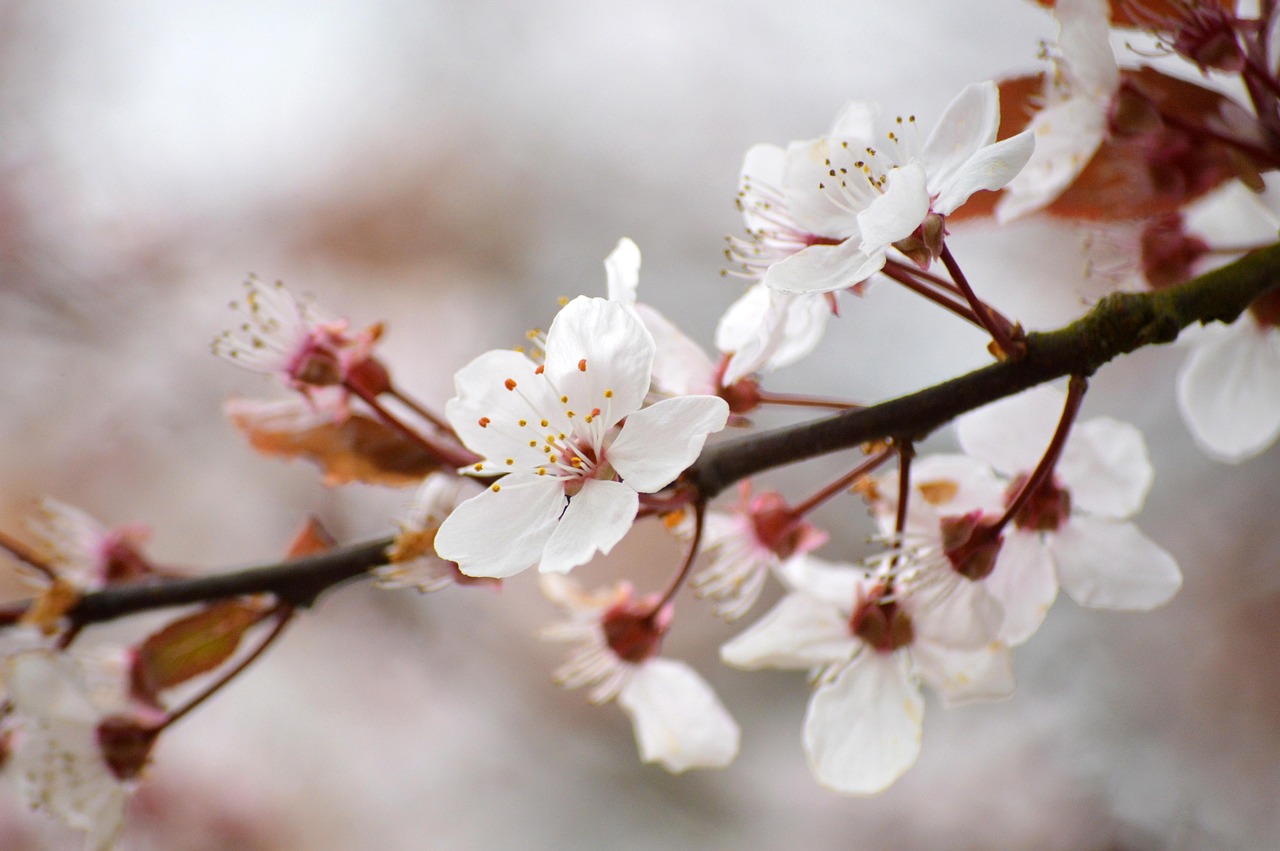 Cherry Blossom Flower Photography