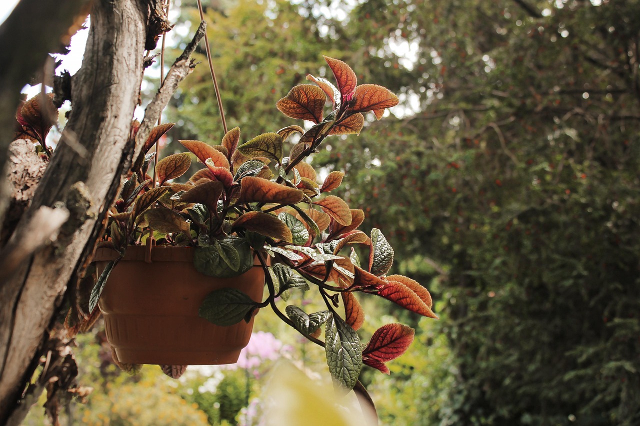 Pote De Flor Colgante Plantas - Foto gratis en Pixabay - Pixabay