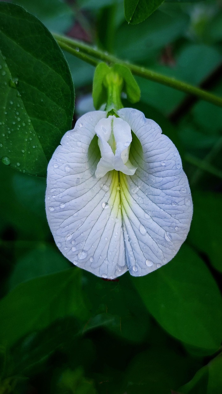 Flower Asian Pigeonwings - Free photo on Pixabay - Pixabay