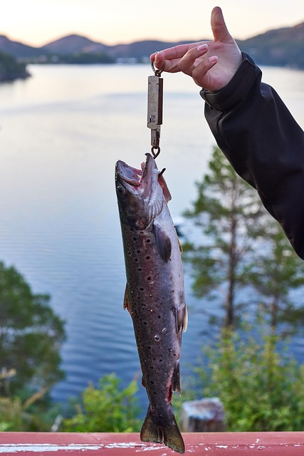 Pesca Deportiva Animal Captura - Foto gratis en Pixabay - Pixabay