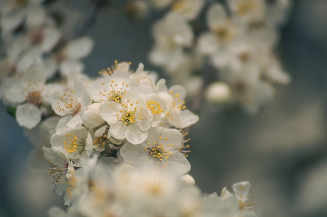 Peste 1.400.000 de imagini gratuite cu Flori De Prun și Natura - Pixabay