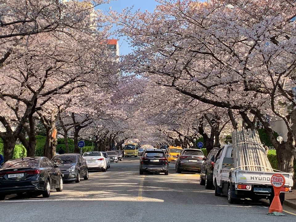 Cherry Blossom Busan Namcheon-Dong - Ingyenes fotó a Pixabay-en - Pixabay