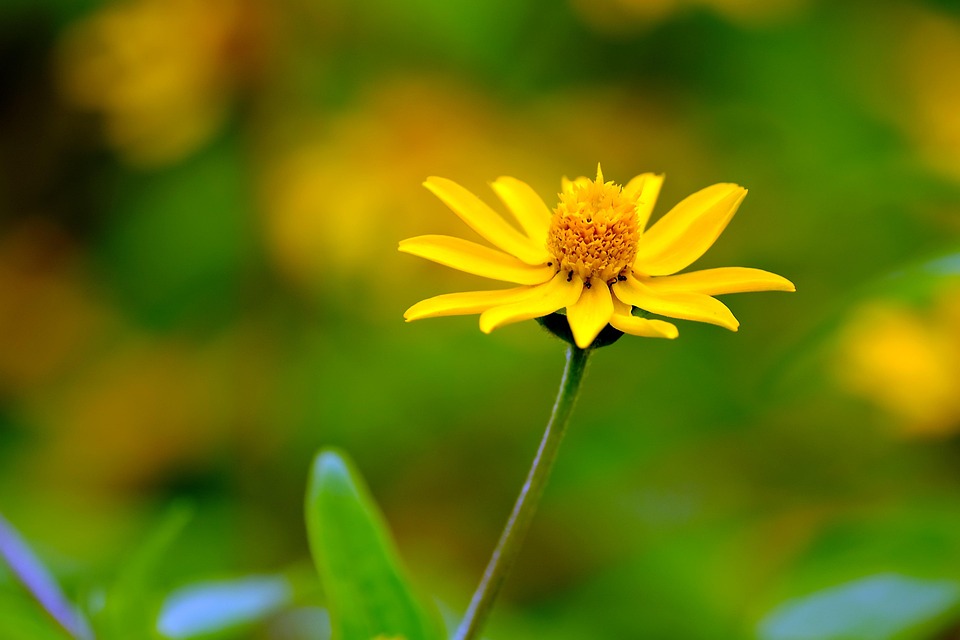 Mini Sunflower Yellow Flower Flora - Free photo on Pixabay