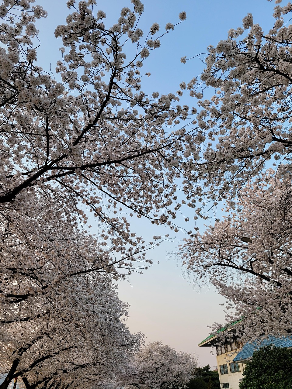 Republic Of Korea Spring Flowers - Free photo on Pixabay - Pixabay