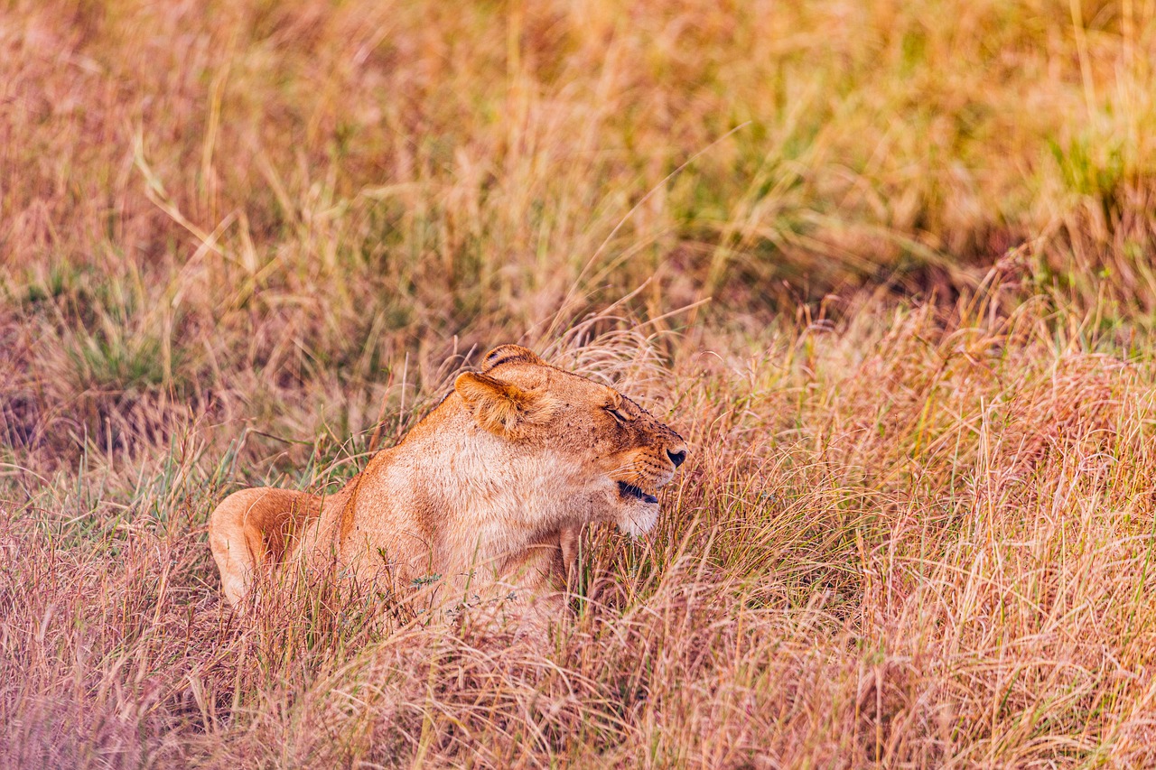 León Felino Mamífero - Foto gratis en Pixabay - Pixabay