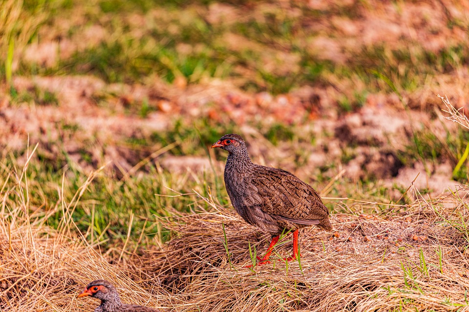 Birds Grass Pasture - Free photo on Pixabay