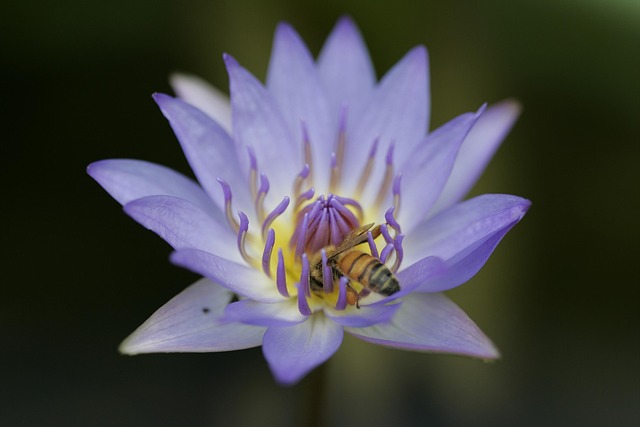 Bunga Teratai Kelopak - Foto gratis di Pixabay - Pixabay