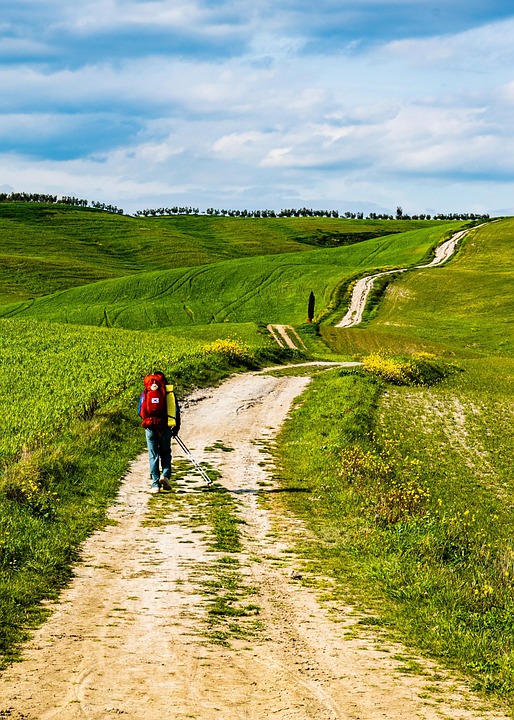 Barley Field Trail Pine - Free photo on Pixabay