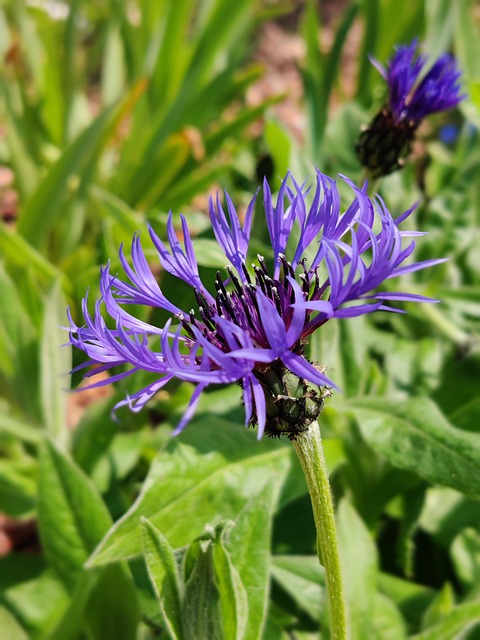 Flores Mirtilo Planta - Foto gratuita no Pixabay - Pixabay