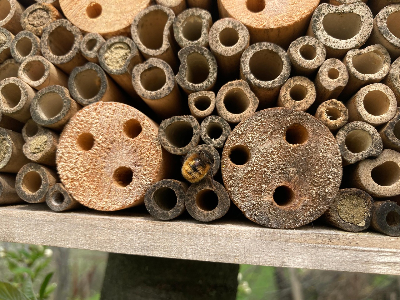 Insect Fever Bee Bees - Free photo on Pixabay - Pixabay